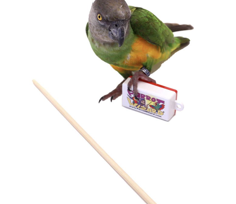 Clicker train your parrot - Second Nature Behaviour