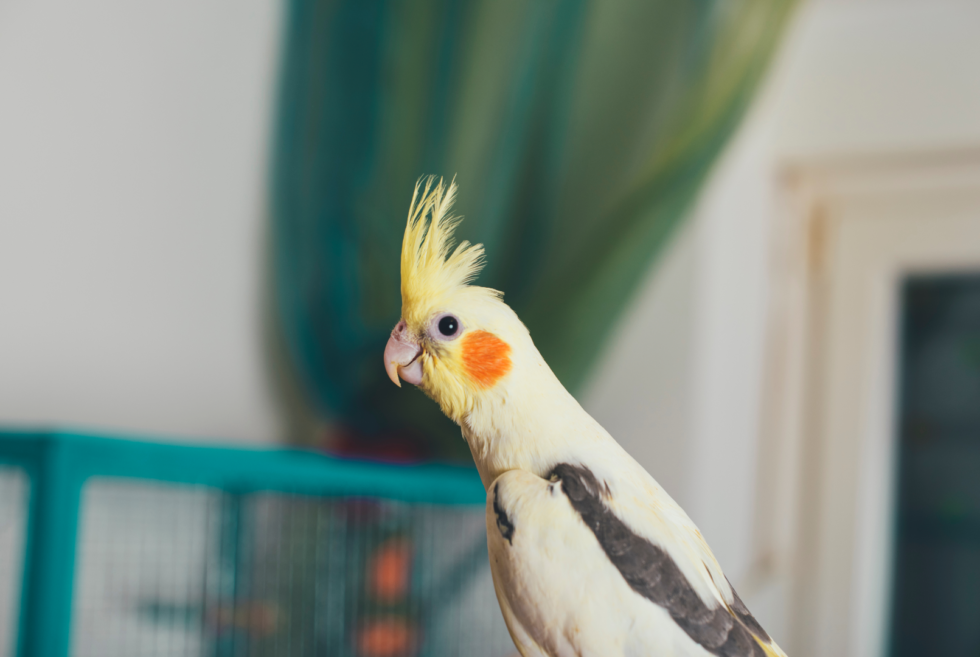Addressing Fears and Phobias in Parrots: Expert Advice - Second Nature ...