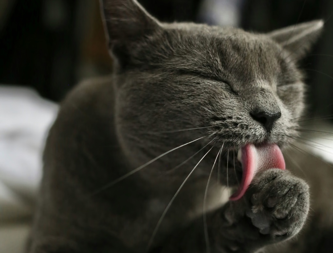 Cat Behaviour Problems: Solving Common Feline Problems - Second Nature Behaviour